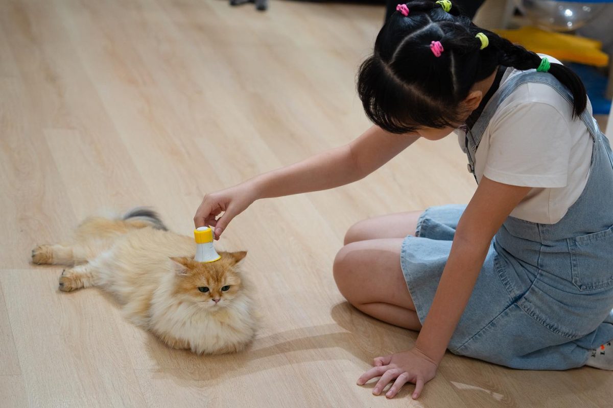 9 Best Cat Cafes In SG For Purr-fect Bonding Moments
